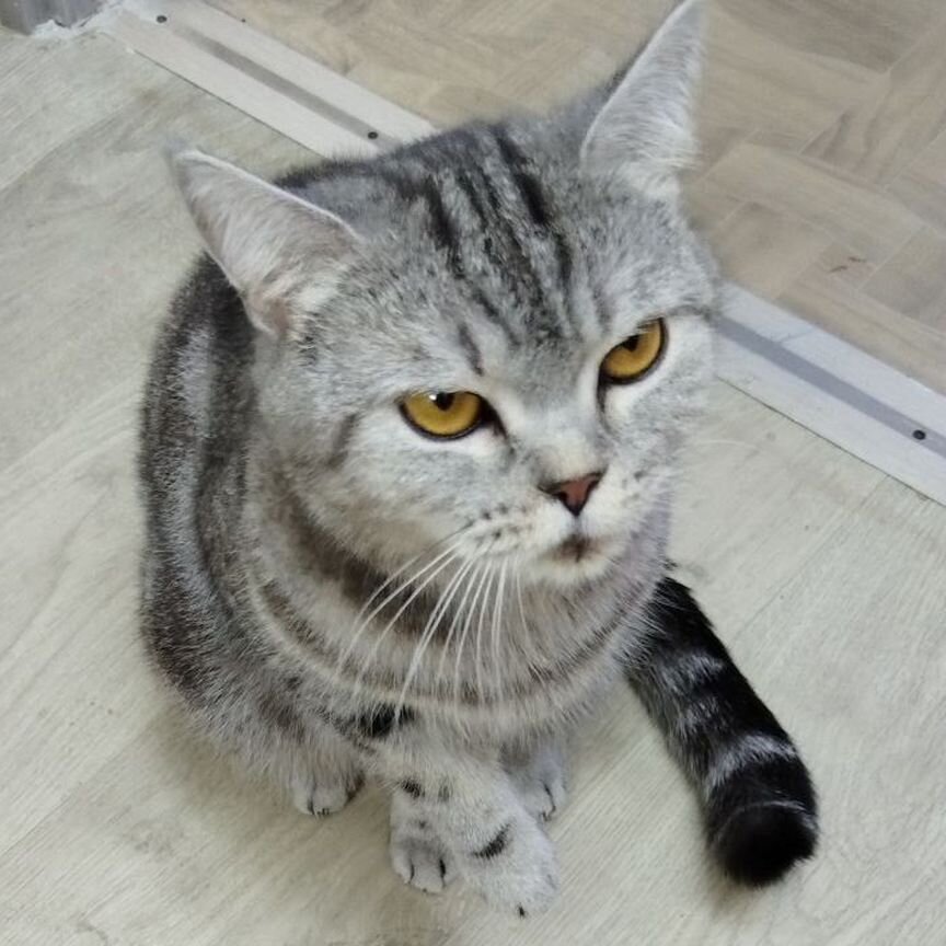 Шотландская прямоухая короткошёрстная кошка, взрослая