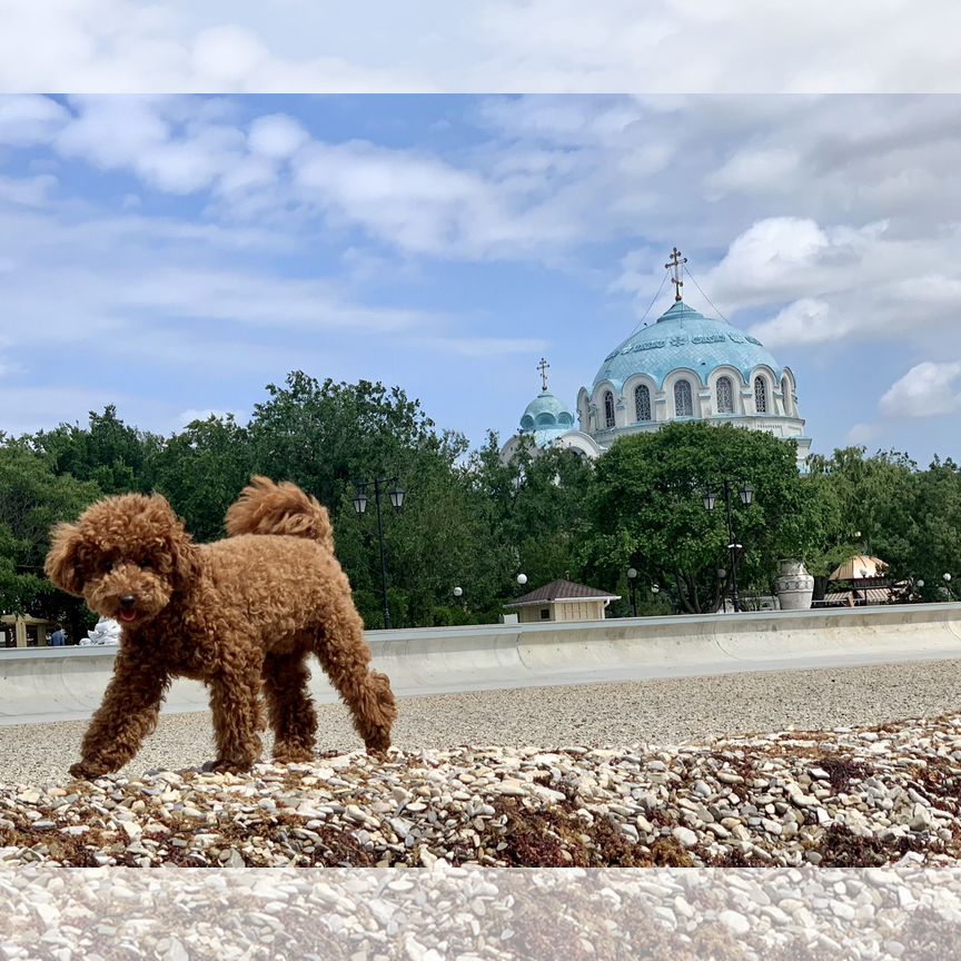 Той-пудель вязка
