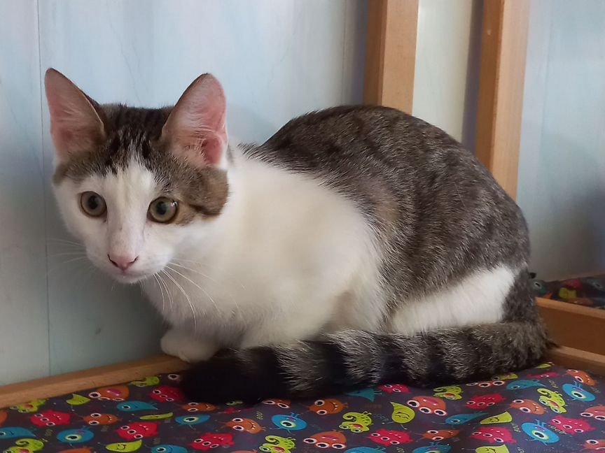 Кот Афоня , 8 мес, кастрирован
