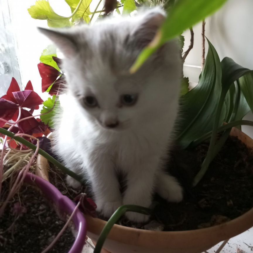 Шотландская