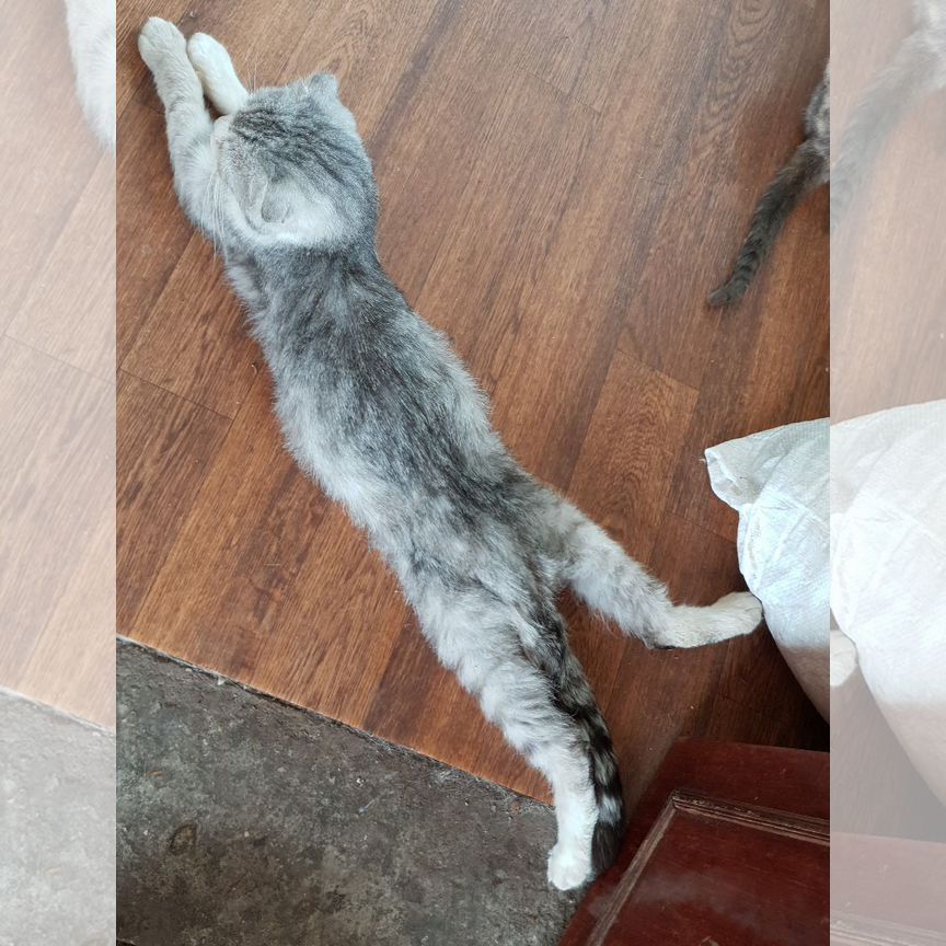 Котик 7 месяцев