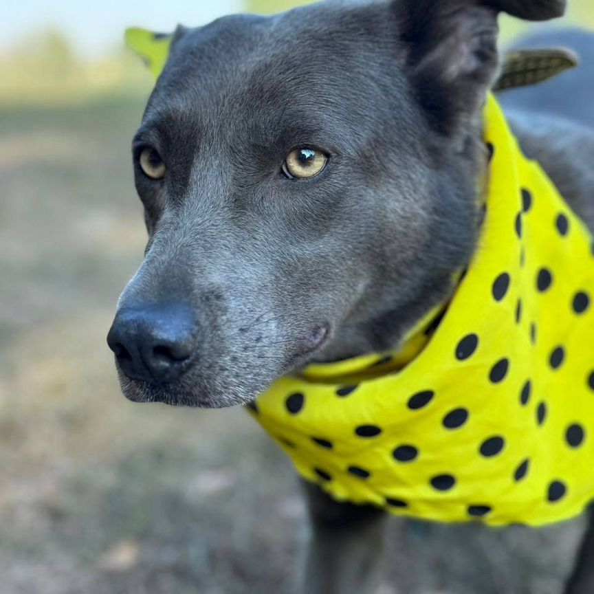 Красивая собака Мальва в добрые руки