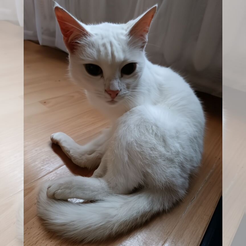 Взрослая кошка в добрые руки