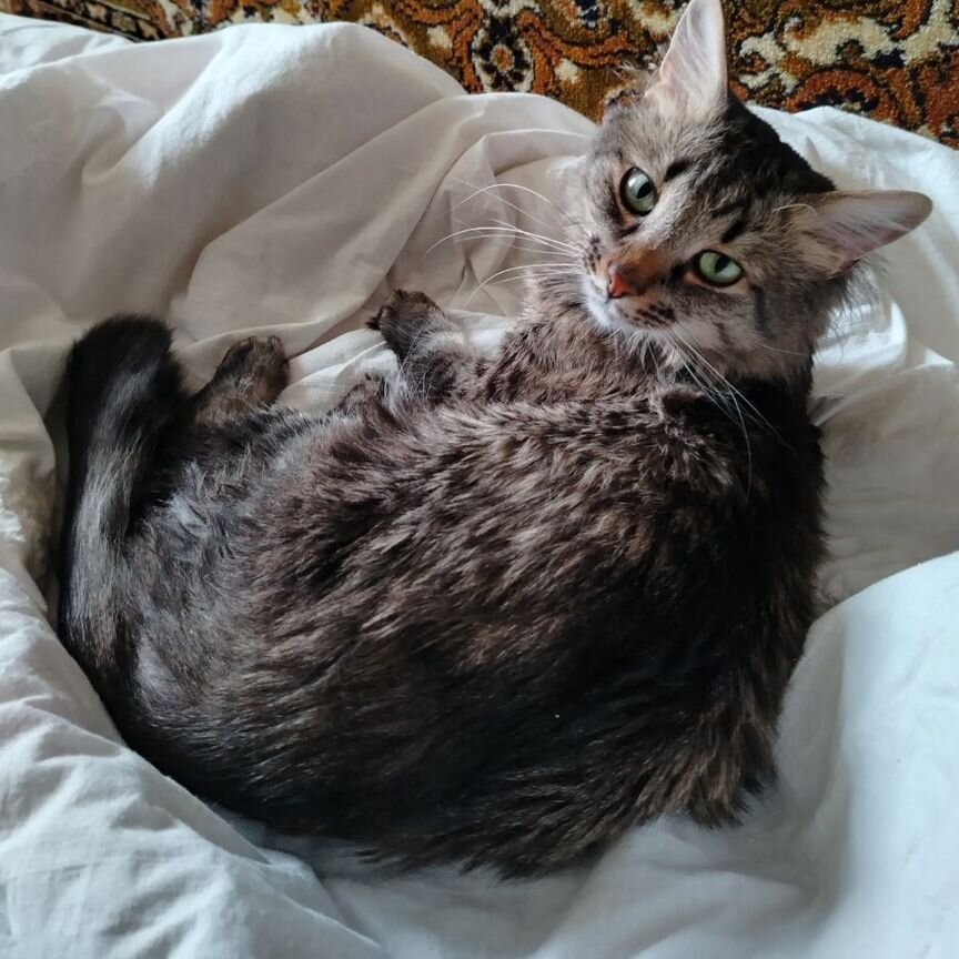 Норвежский кот вязка