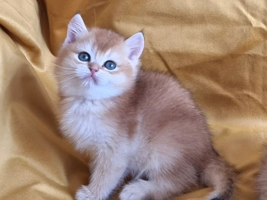 Британские котята