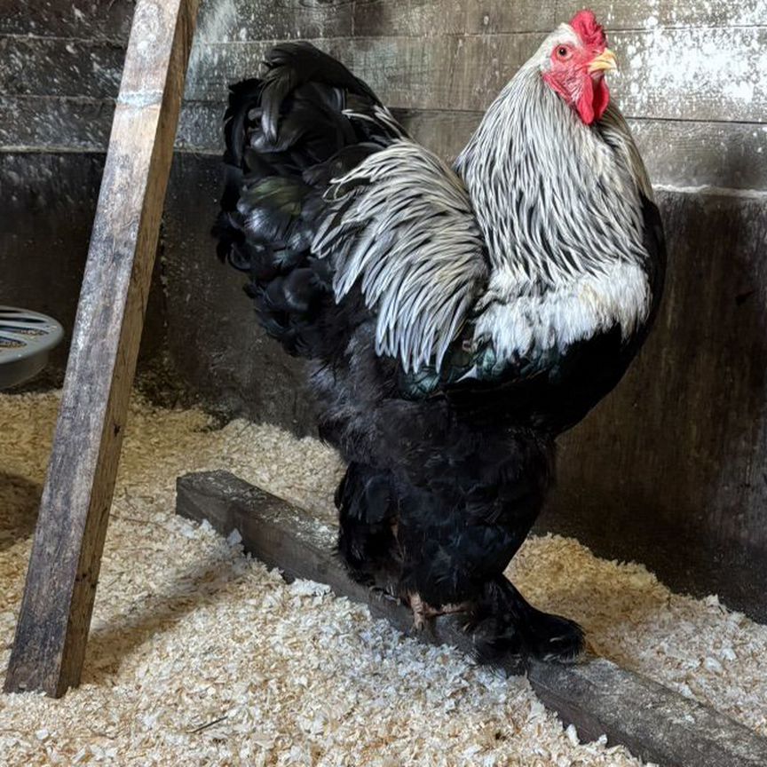 Брама Темная