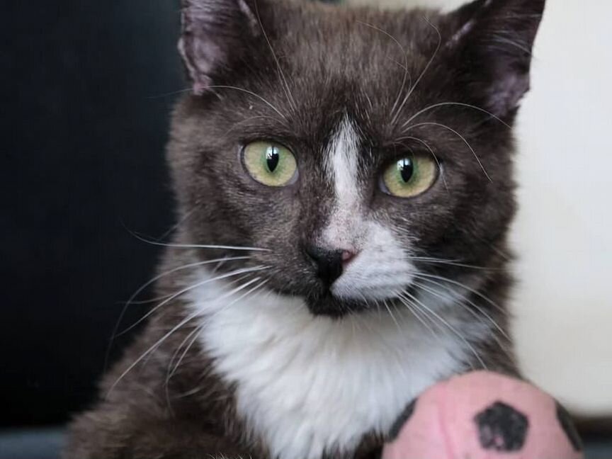 Котенок