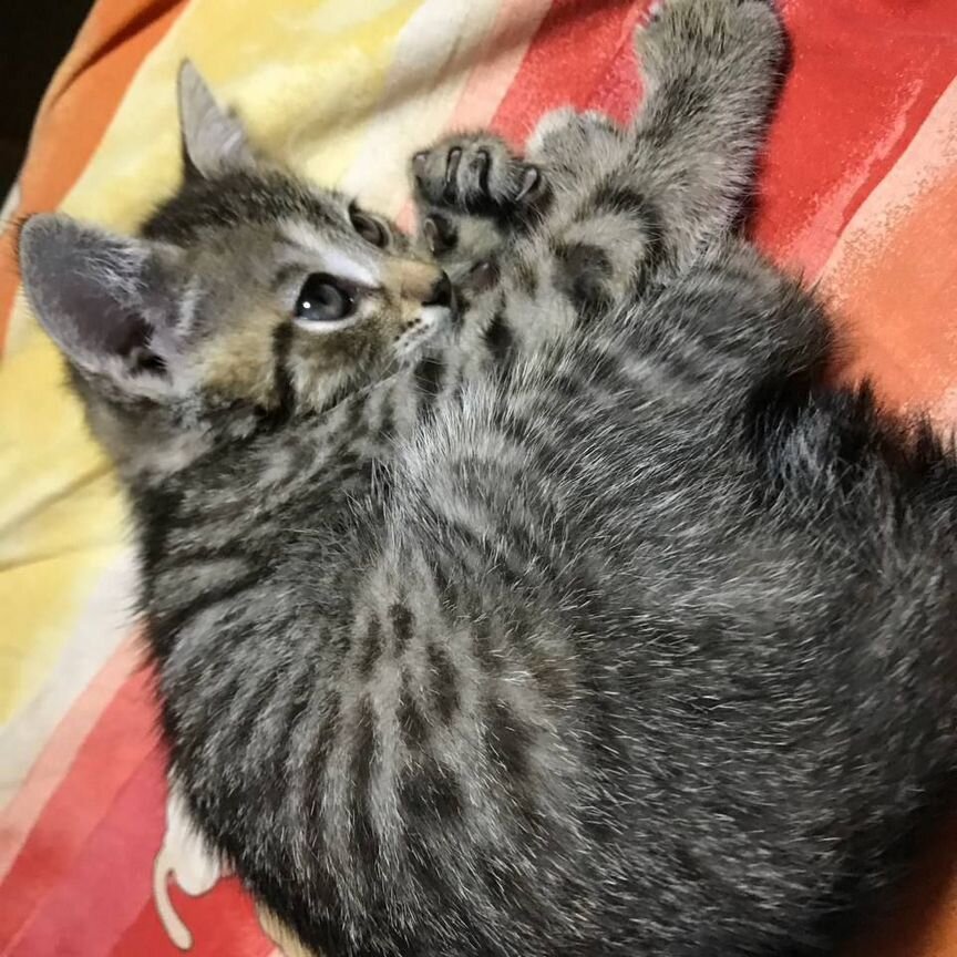 Котёнок Метис