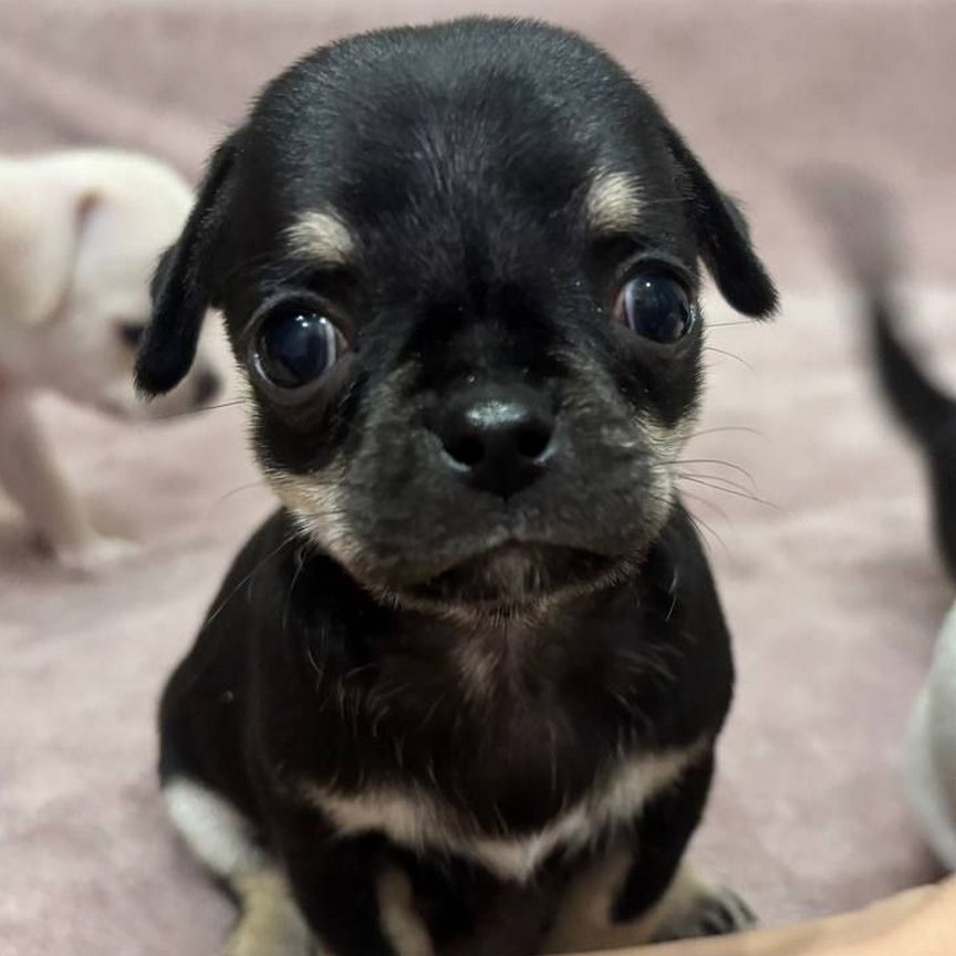 Щенки чихуахуа