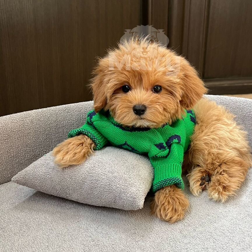 Мальтипу f1 mini девочка