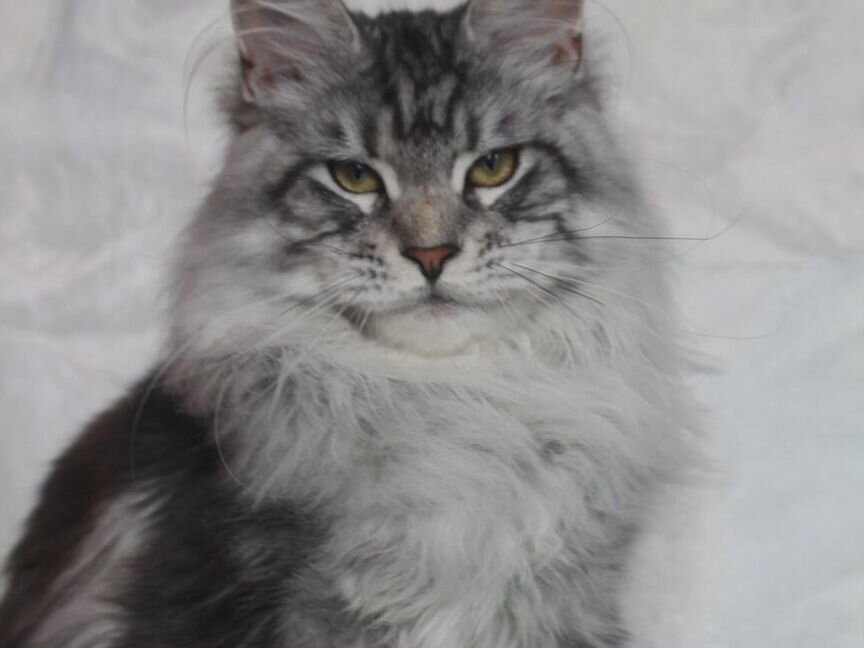 Серебряная девочка, ns22