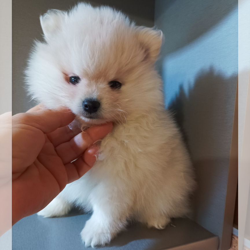 Шпиц померанский