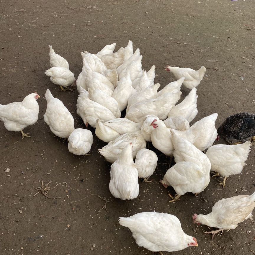 Куры несушки продам