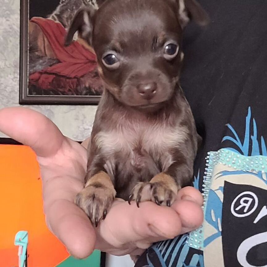 Той-терьер щенки