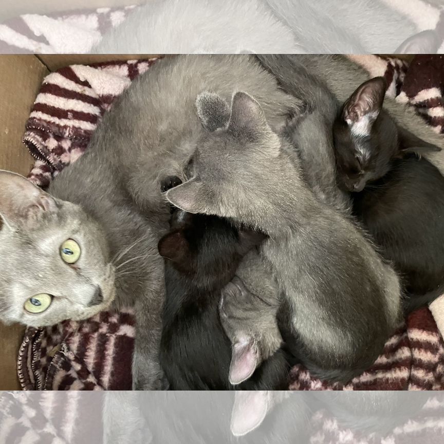 Котёнок в добрые руки