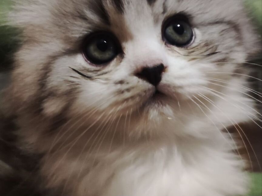 Шотландский вислоухий котик.продам