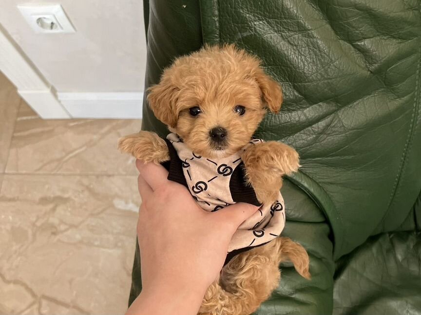 Мальчик мальтипу F1 mini