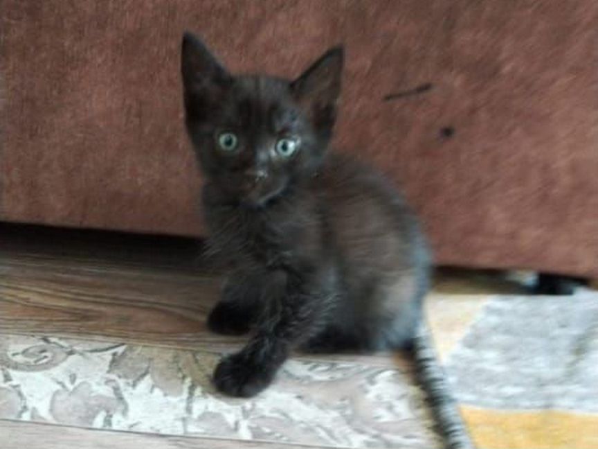 Котенок
