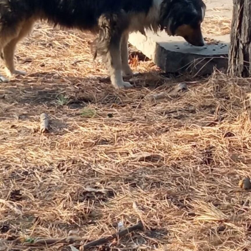 Бордер колли в добрые руки