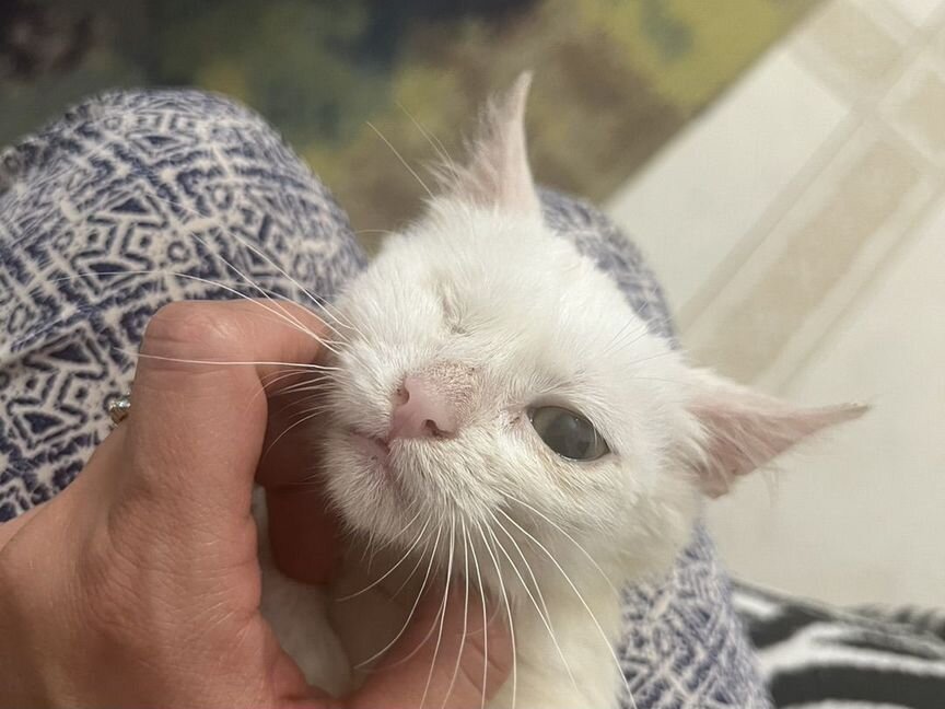 Котенок, 3 мес