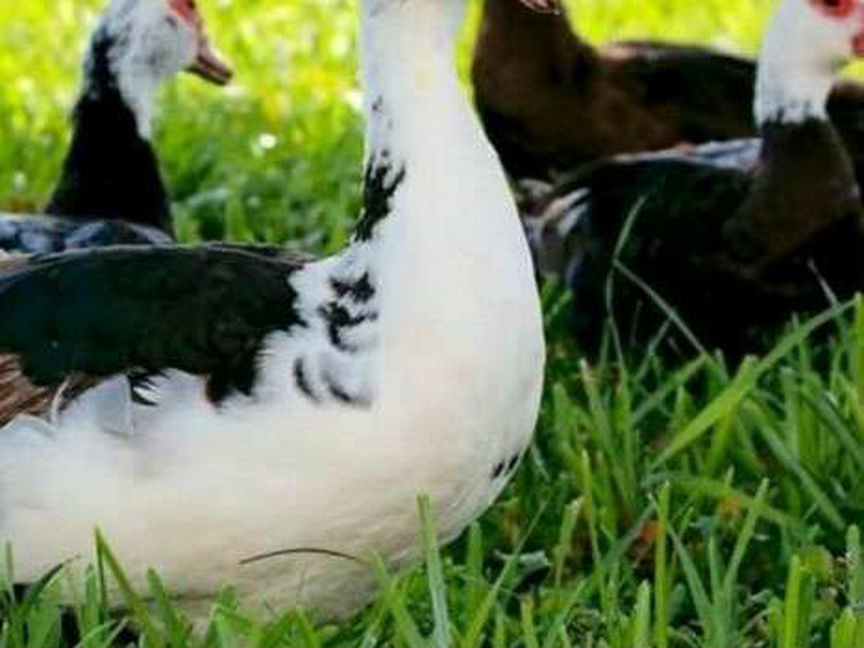 Мускусные утки