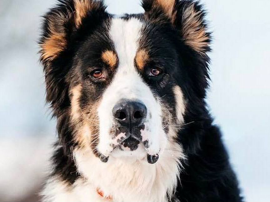 Алабай сао роскошная собака в добрые руки