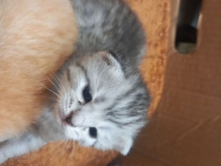 Котята вдобрые руки
