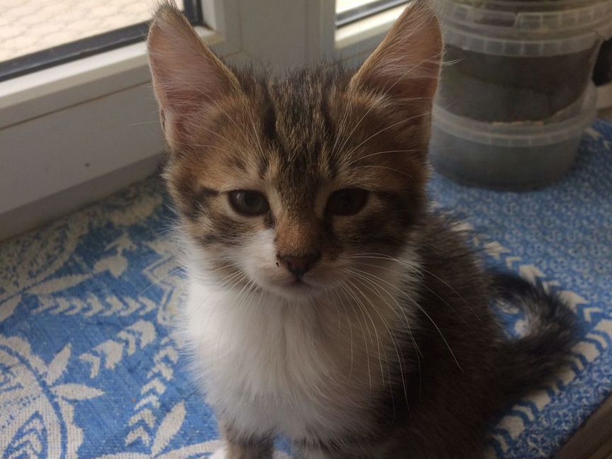 Котенок бесплатно