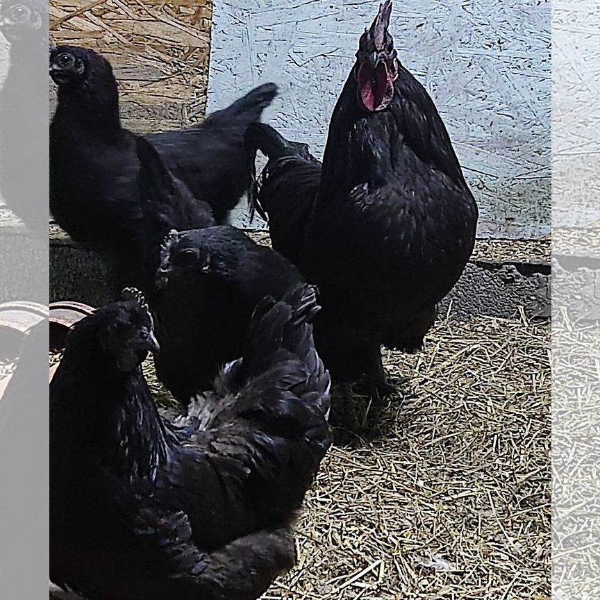 Инкубационное яйцо ухейилюй