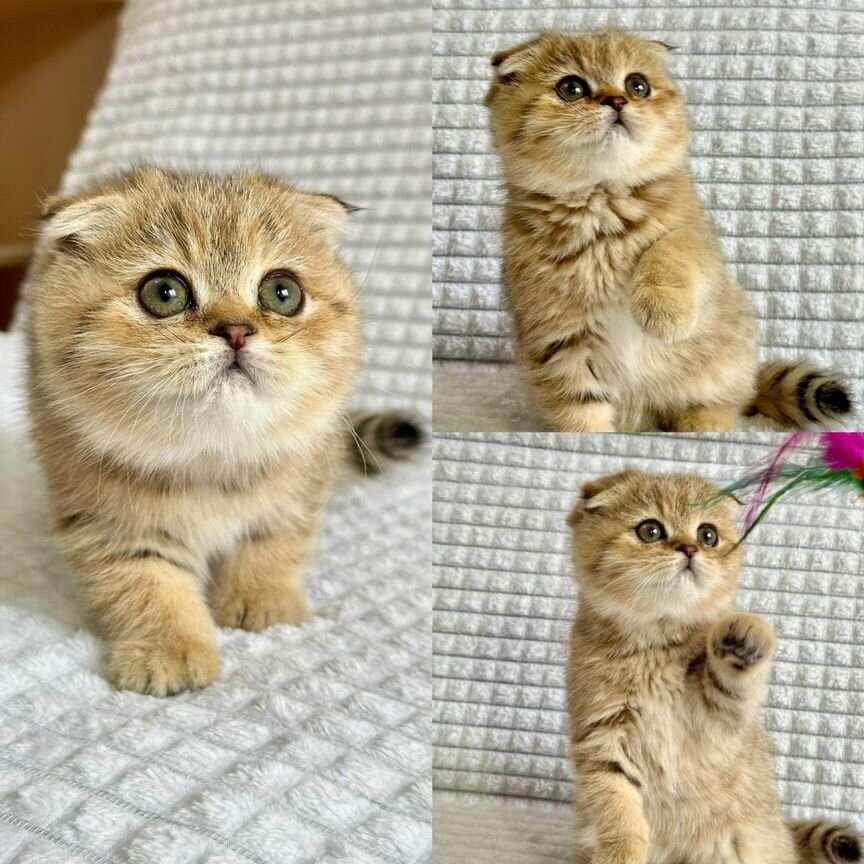 Шотландские котята