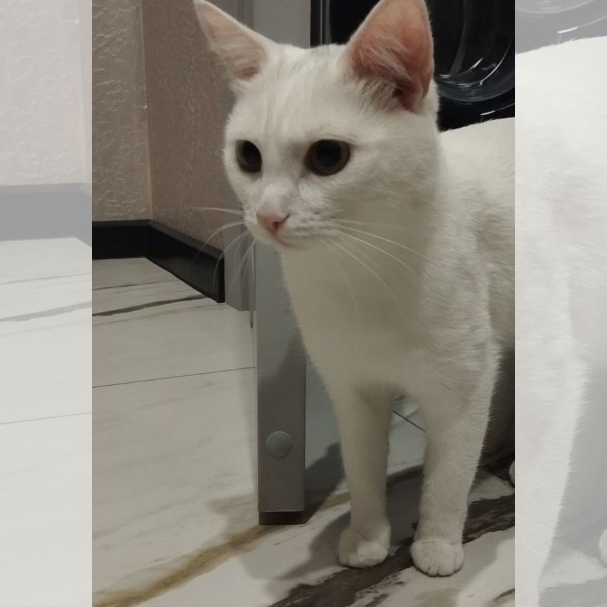 Взрослый кот в добрые руки