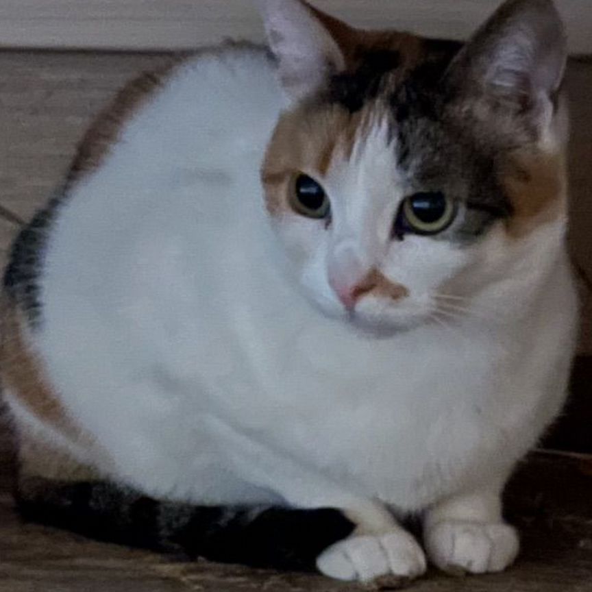 Отдам красивую кошку в добрые руки