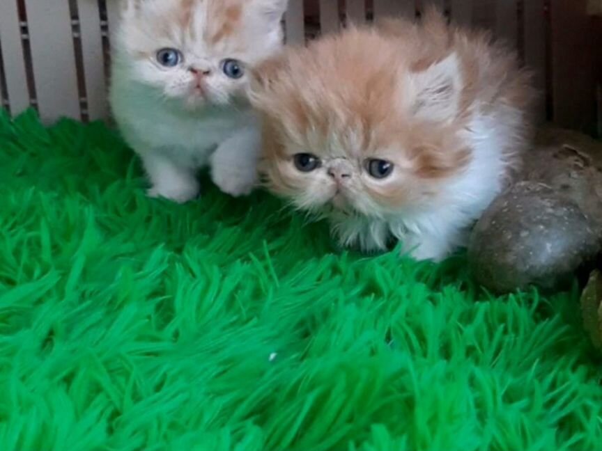 Персидская - экзотическая малышки