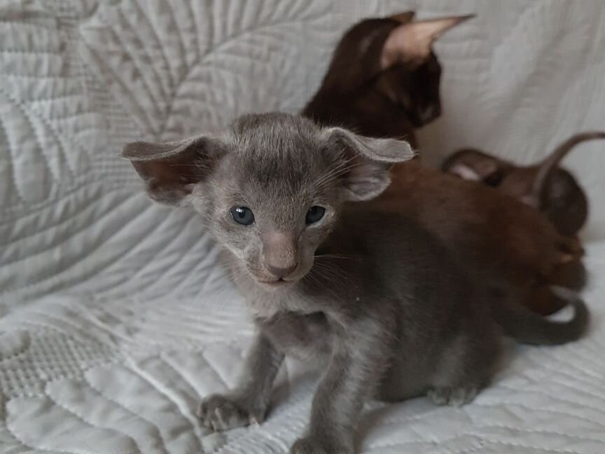 Ориентальные котята экстрим