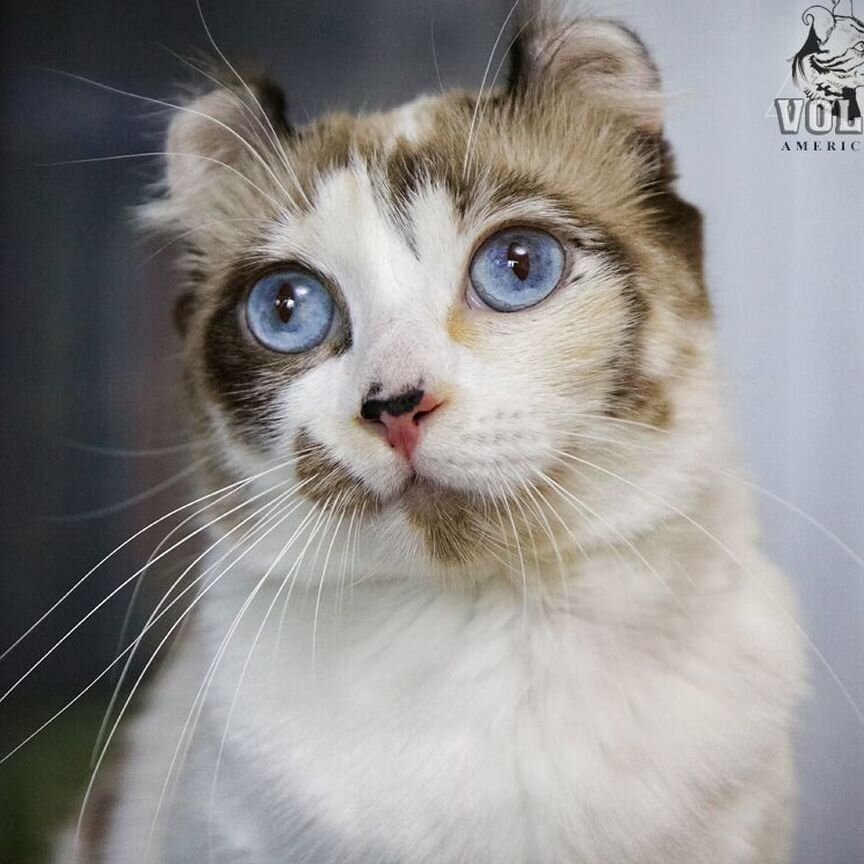 Няма, кошечка с чудесными ушками-завитушками