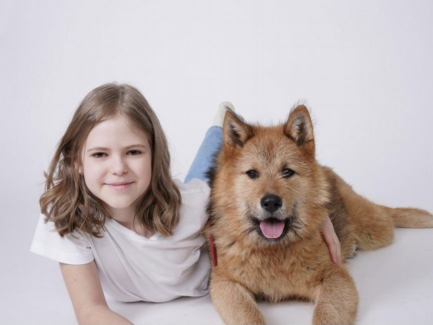 Акита ину метис, щенок