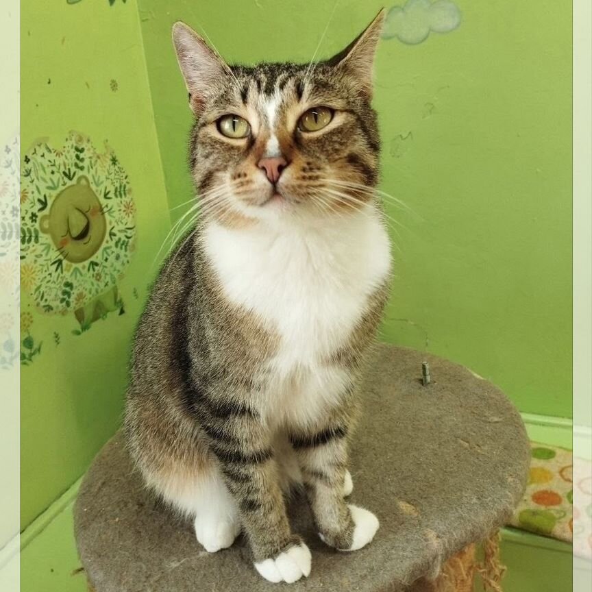 Взрослый кот в добрые руки