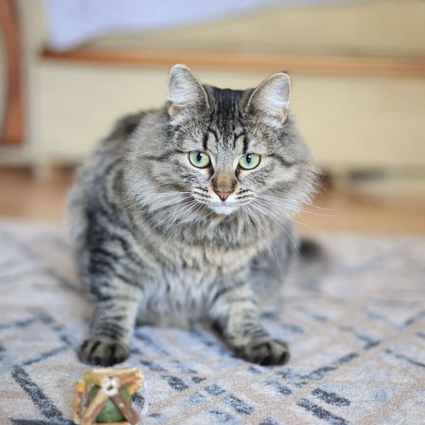 Пушистая кошечка Фифа в поиске дома