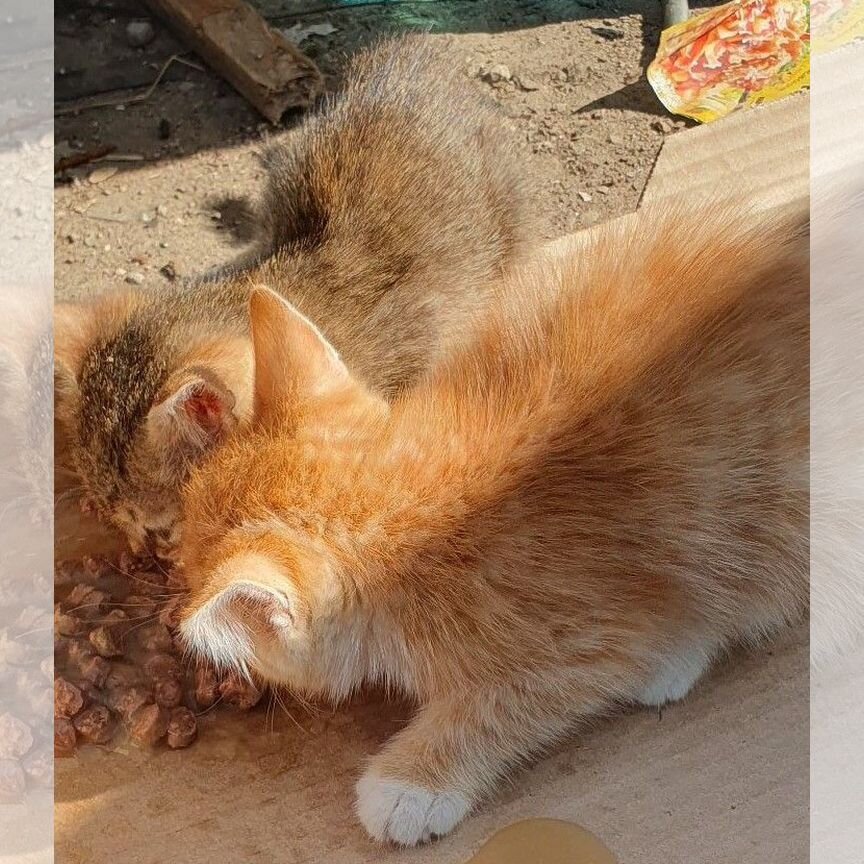Отдам двух котят в добрые руки