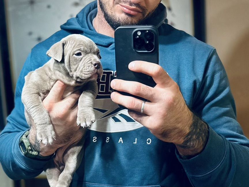 Американский булли