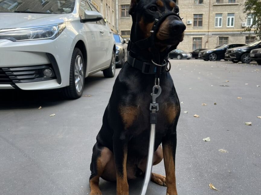 Стандартный немецкий пинчер