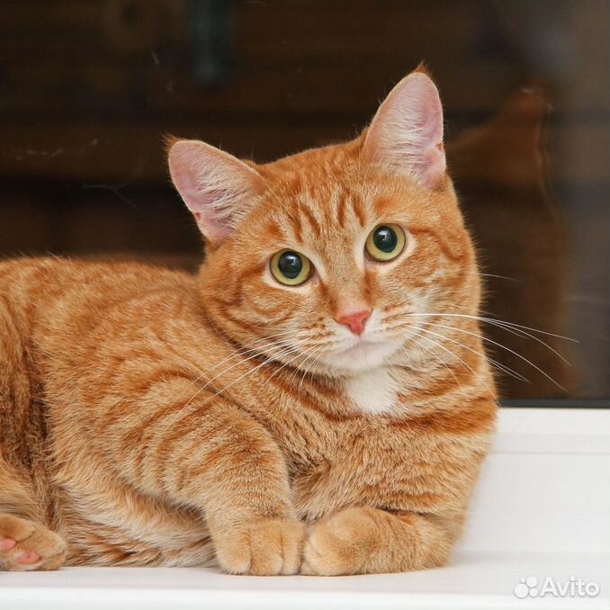 Кошечка Мальта