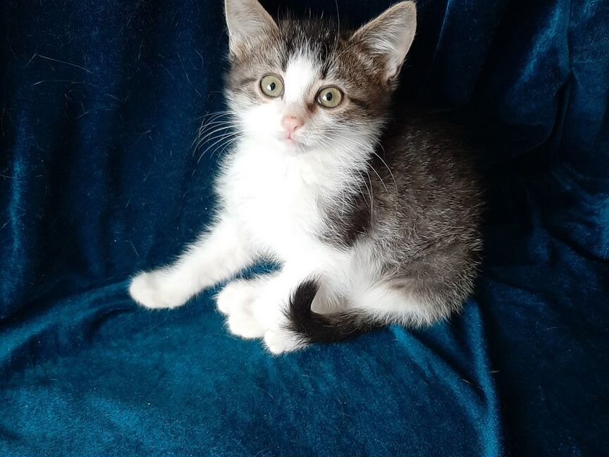 Котята котик и две кошечки - в добрые руки