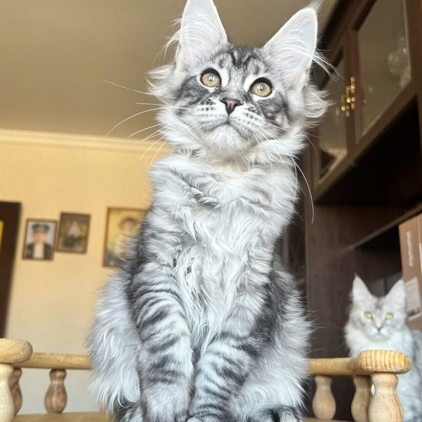 Котята мейн-кун