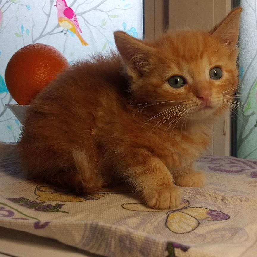 Котёнок в добрые руки