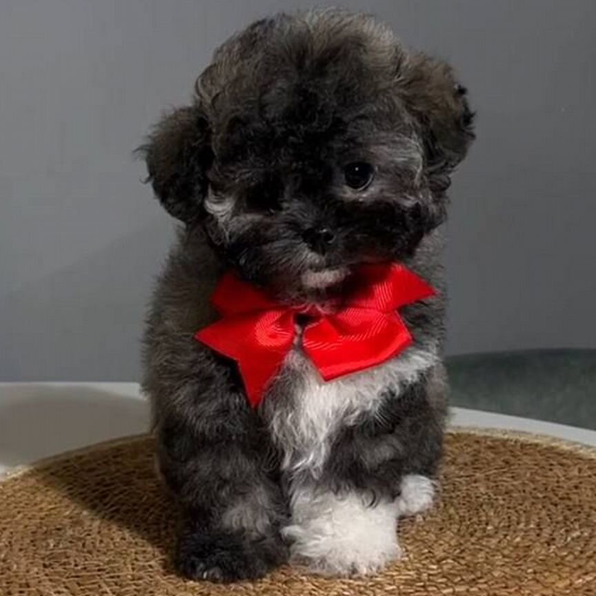 Той-пудель, щенок