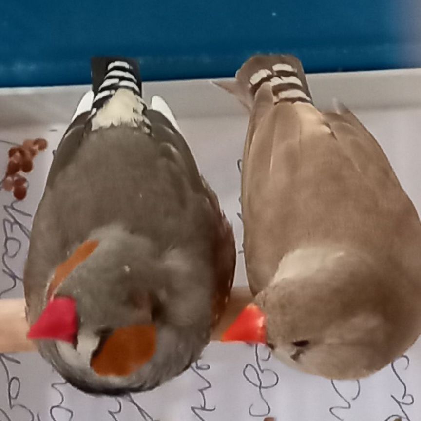 Амадины, пара, самец и самка