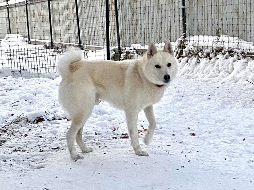 Западно сибирская лайка