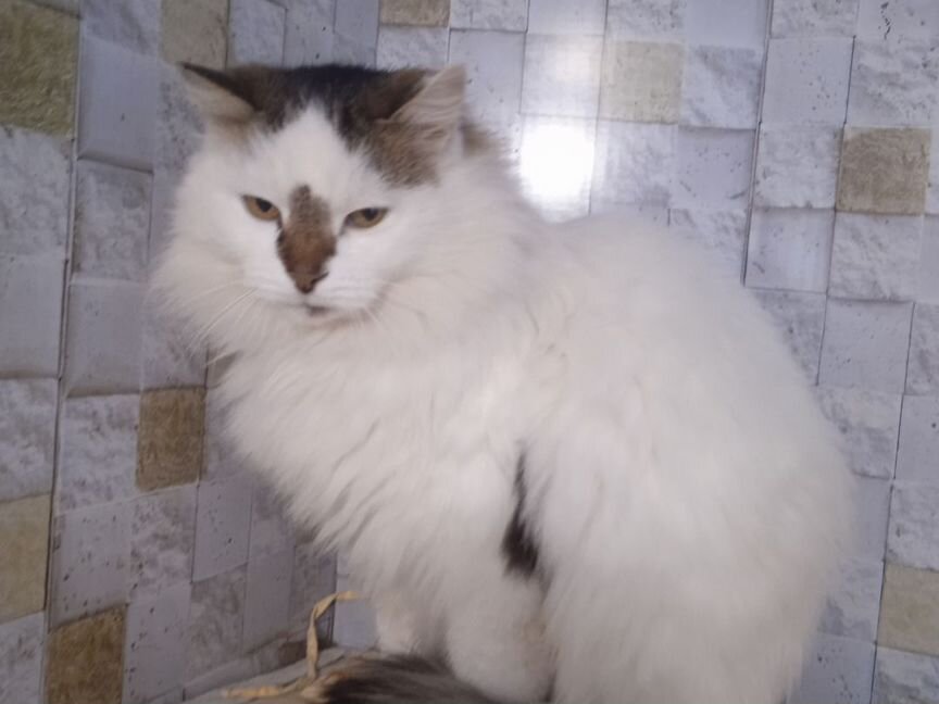 Кошки ищут дом