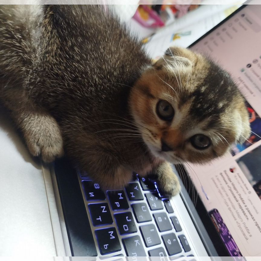 Шотландский вислоухий короткошёрстный котёнок